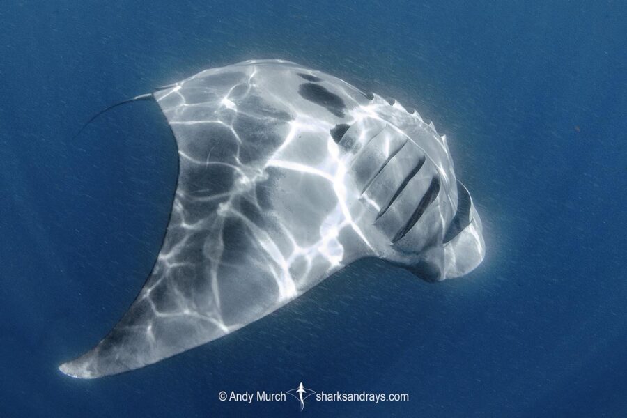 Caribbean Manta Ray - Mobula cf. birostris