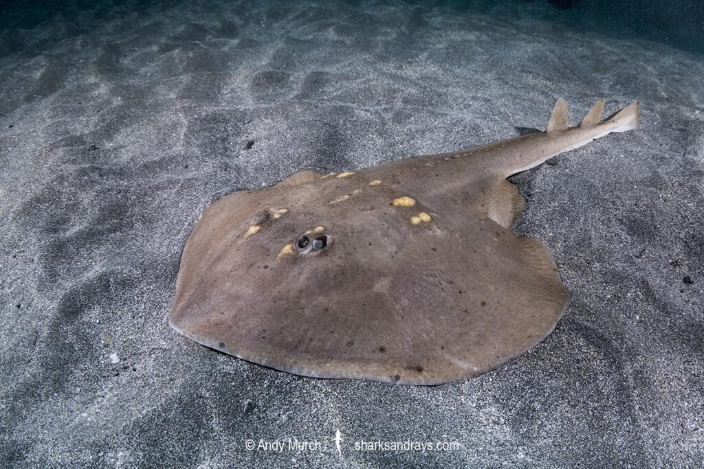 Yellowspotted Fanray - Platyrhina tangi