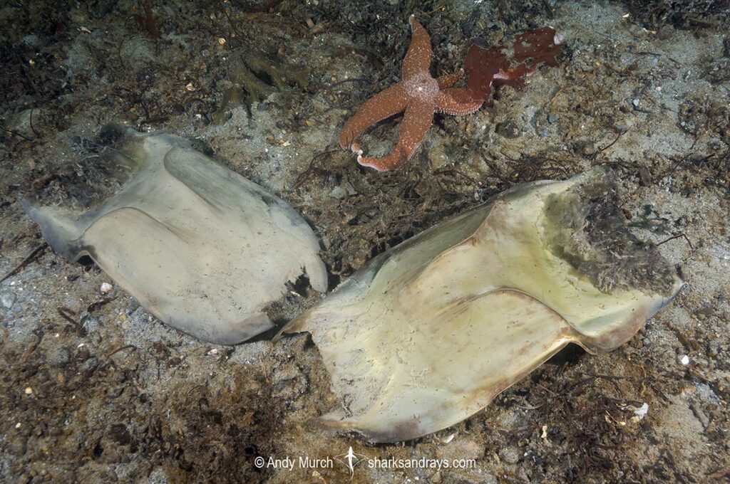 Big Skate Egg Case 009 | Sharks and Rays