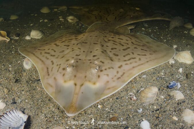 Clearnose Skate 015 | Sharks and Rays