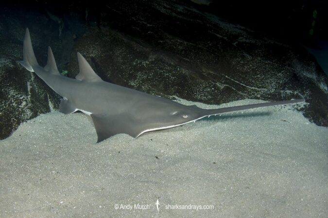 Largetooth Sawfish - Pristis pristis