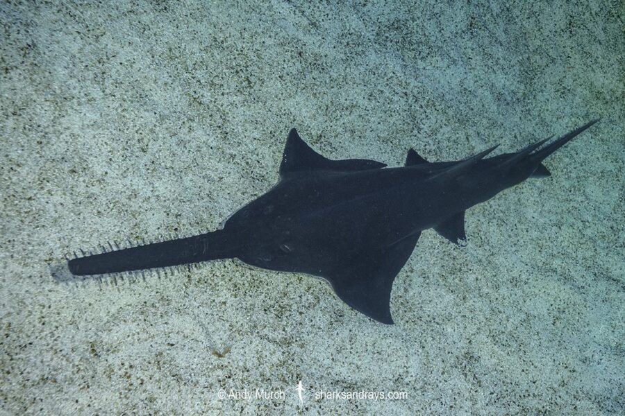 Largetooth Sawfish 065 | Sharks and Rays
