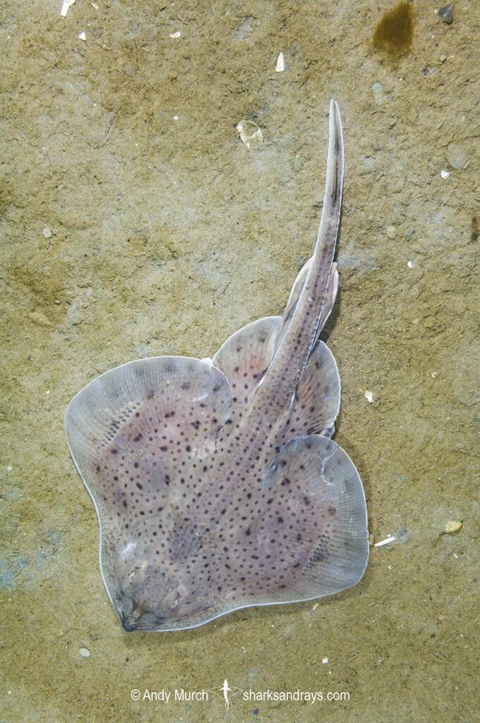 Little Skate 001 | Sharks and Rays