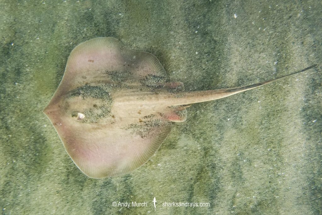 Rogers’ Round Ray 022 | Sharks and Rays