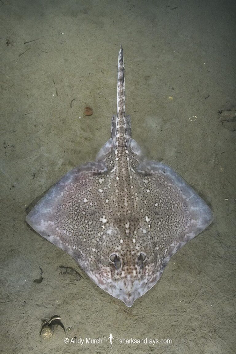 Thornback Skate - Raja clavata