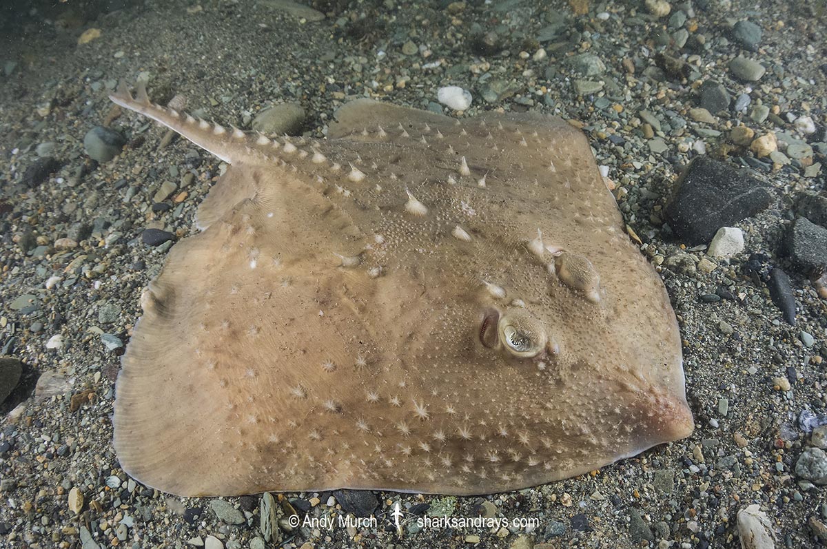 Thorny Skate Amblyraja Radiata