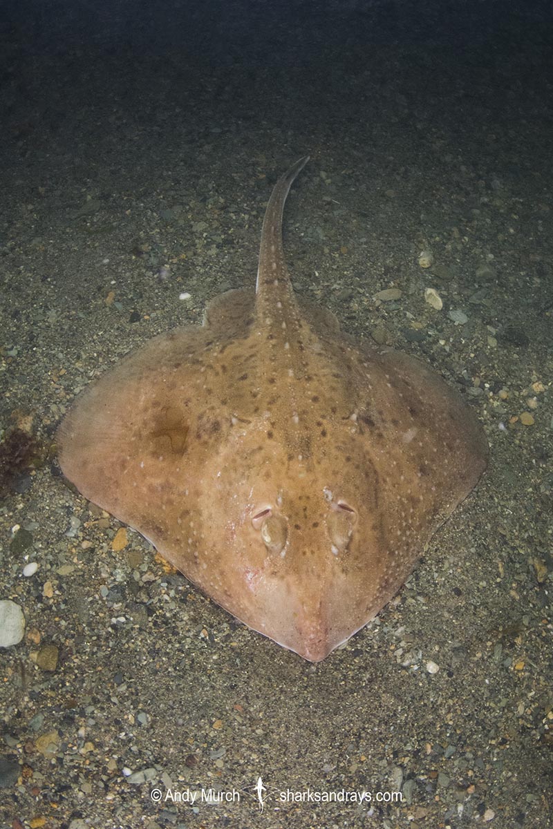 Thorny Skate Amblyraja Radiata