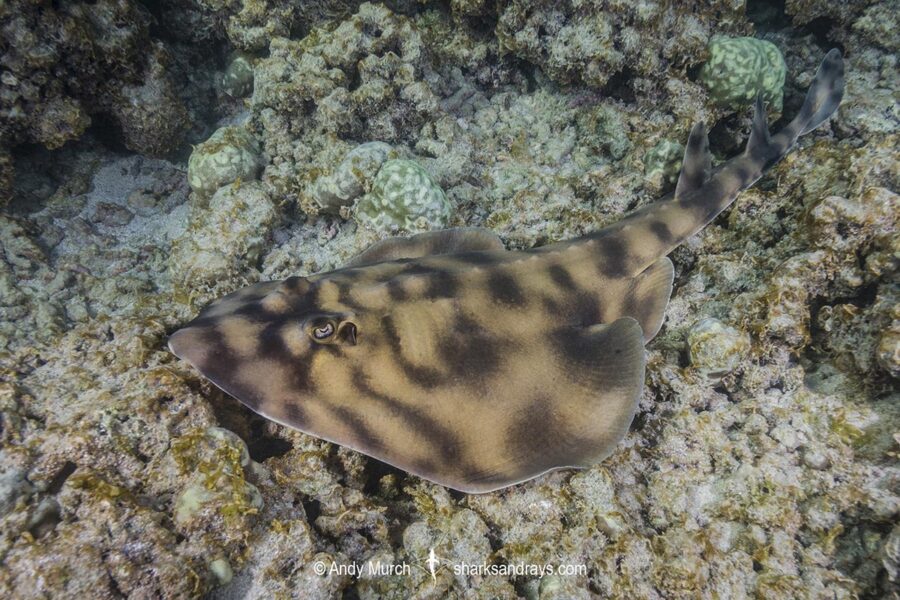 Banded Guitarfish 313 | Sharks and Rays