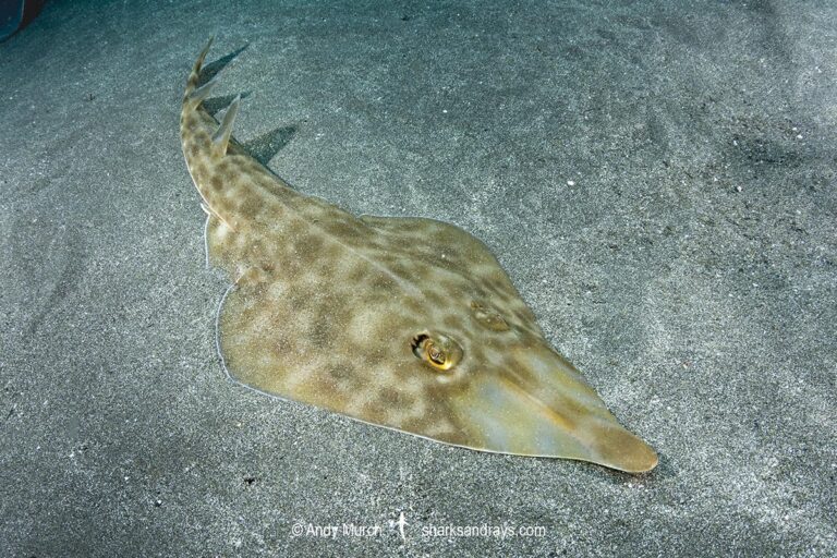 Bottlenose Guitarfish 003 | Sharks and Rays