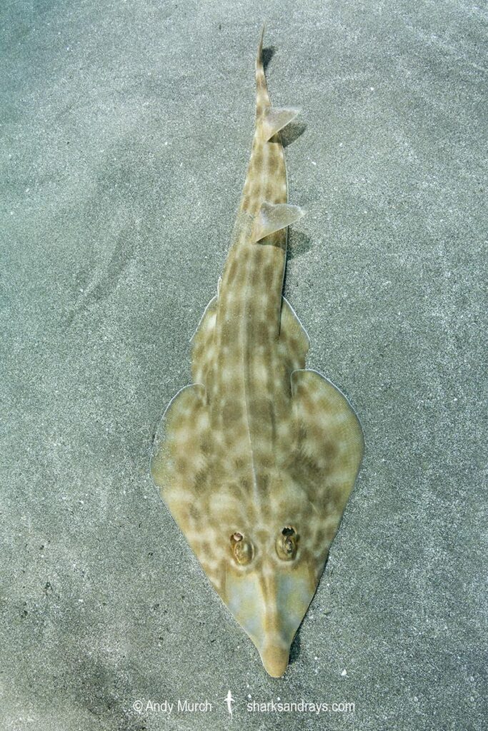 Bottlenose Guitarfish 015 | Sharks and Rays