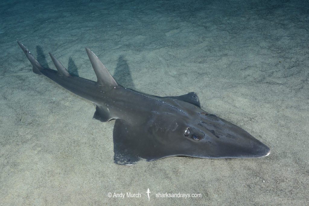 Bottlenose Wedgefish - Rhynchobatus australiae