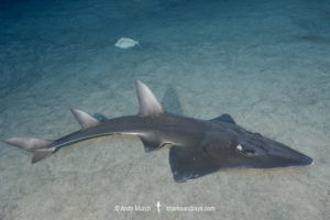 Bottlenose Wedgefish 003 | Sharks and Rays