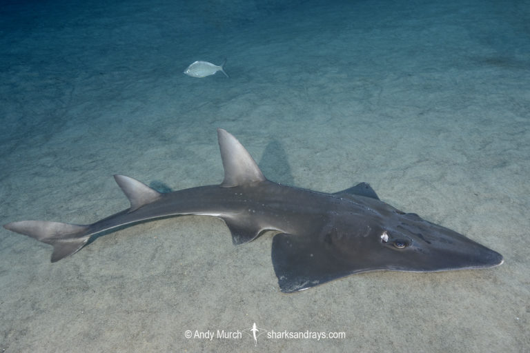 Bottlenose Wedgefish - Rhynchobatus australiae