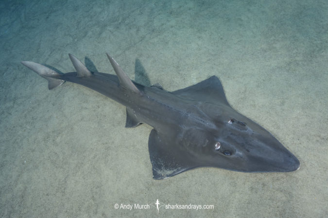 Bottlenose Wedgefish 005 | Sharks and Rays