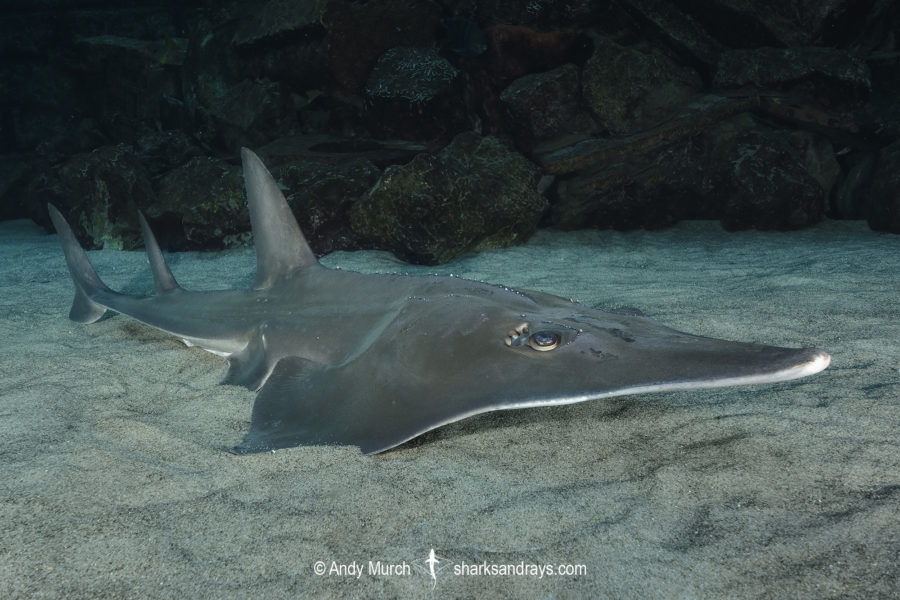 Bottlenose Wedgefish - Rhynchobatus australiae
