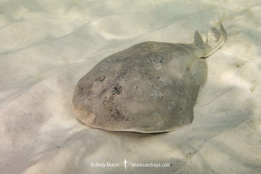 Lesser Electric Ray 062 | Sharks and Rays