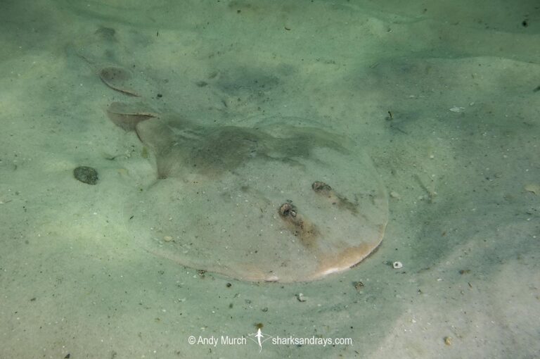 Lesser Electric Ray 069 | Sharks and Rays