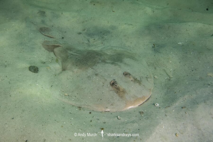 Lesser Electric Ray 069 | Sharks and Rays