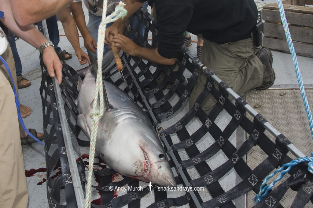 Porbeagle Shark Tagging 012 | Sharks and Rays