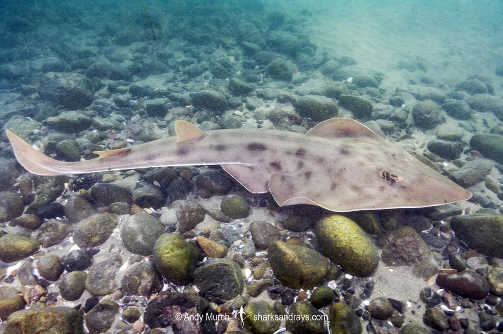 Shovelnose Guitarfish 009 | Sharks and Rays