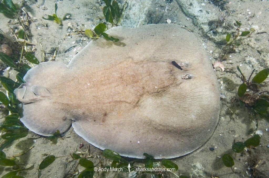 Coffin Ray 017 | Sharks and Rays