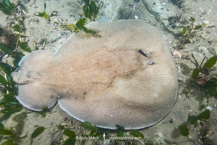 Coffin Ray 017 | Sharks and Rays