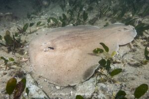 Coffin Ray 019 | Sharks and Rays