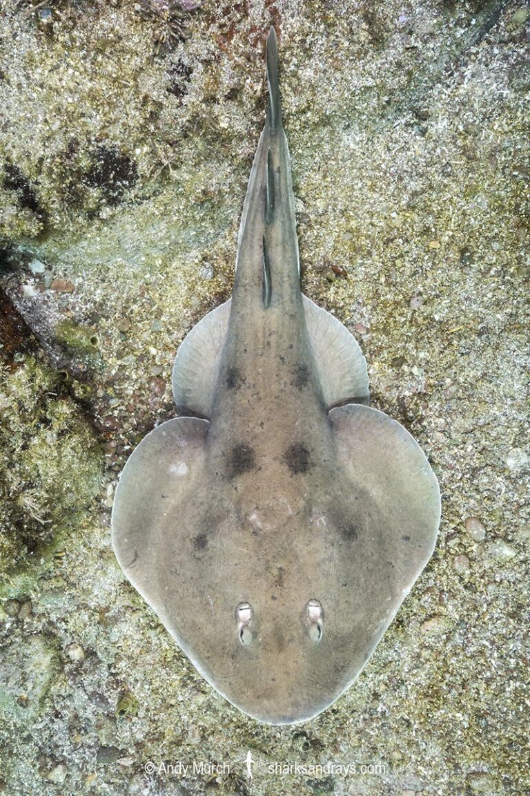 Cortez Electric Ray 057 | Sharks and Rays