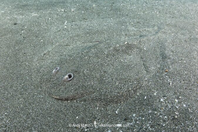 Japanese Sleeper Ray 015 | Sharks and Rays