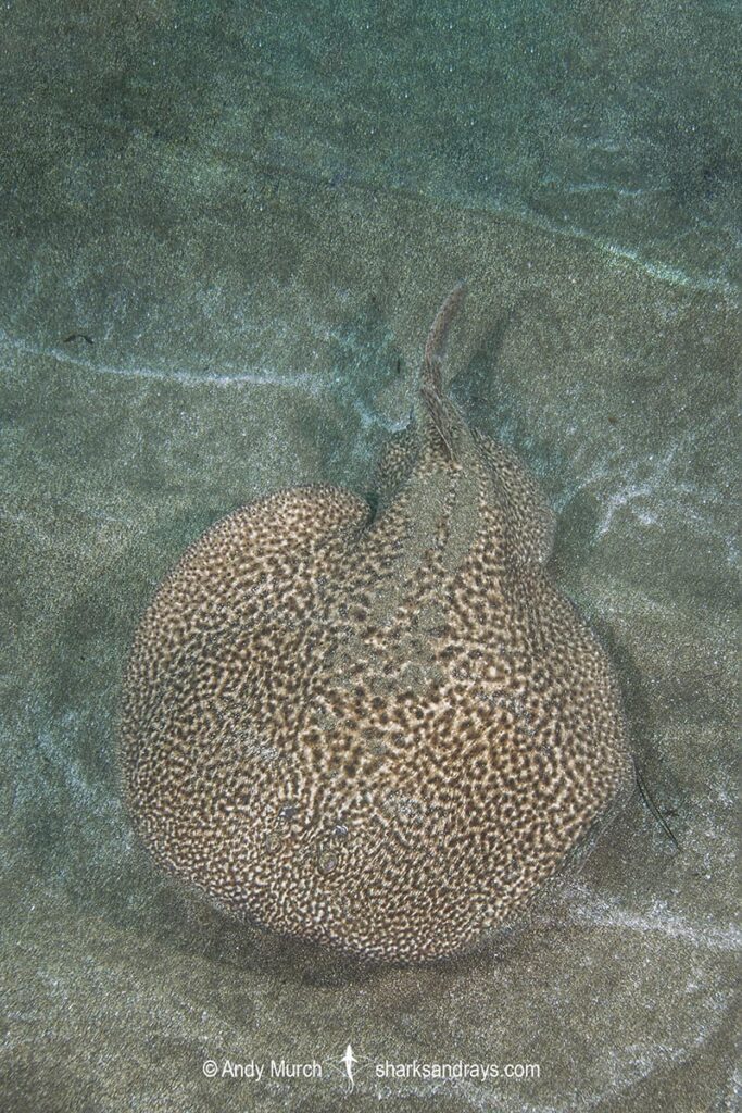 Marbled Torpedo Ray - Torpedo marmorata