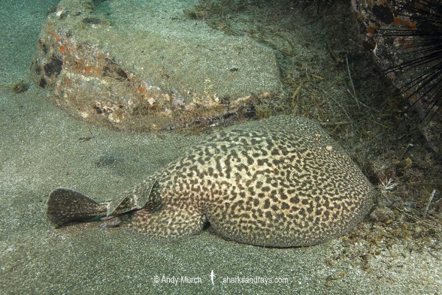 Marbled Torpedo Ray | Sharks and Rays