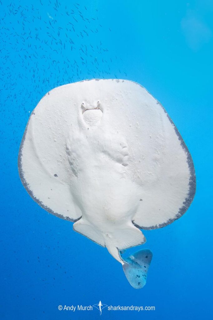 Pacific Torpedo Ray 025 | Sharks and Rays