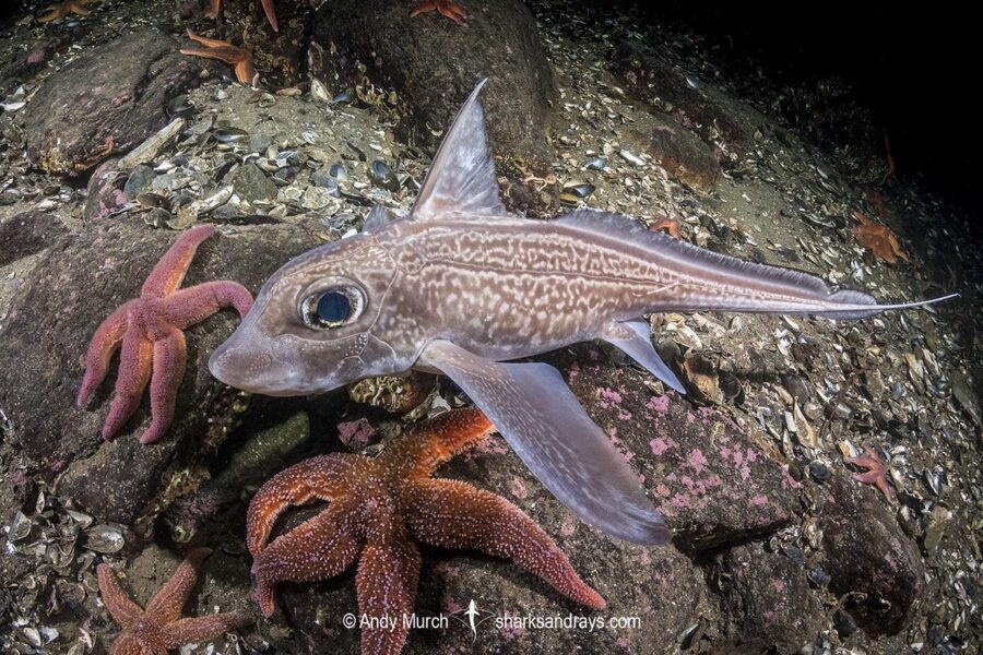 Rabbit Fish - Chimaera Monstrosa