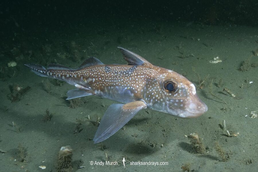 Spotted Ratfish - Hydrolagus colliei