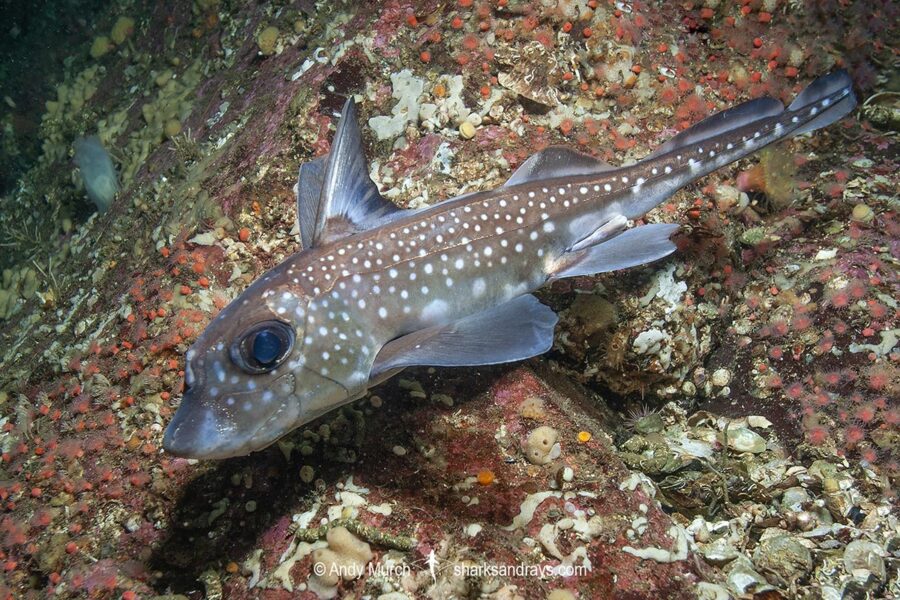 Spotted Ratfish 010 | Sharks and Rays