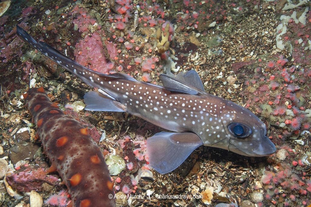 Spotted Ratfish 016 | Sharks and Rays