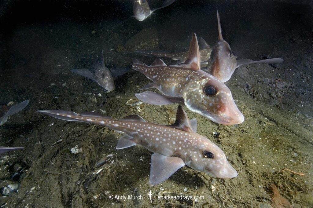 Spotted Ratfish - Hydrolagus colliei