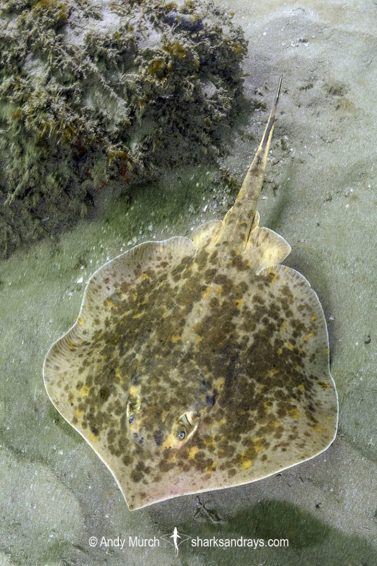 Chilean Round Ray - Urotrygon chilensis
