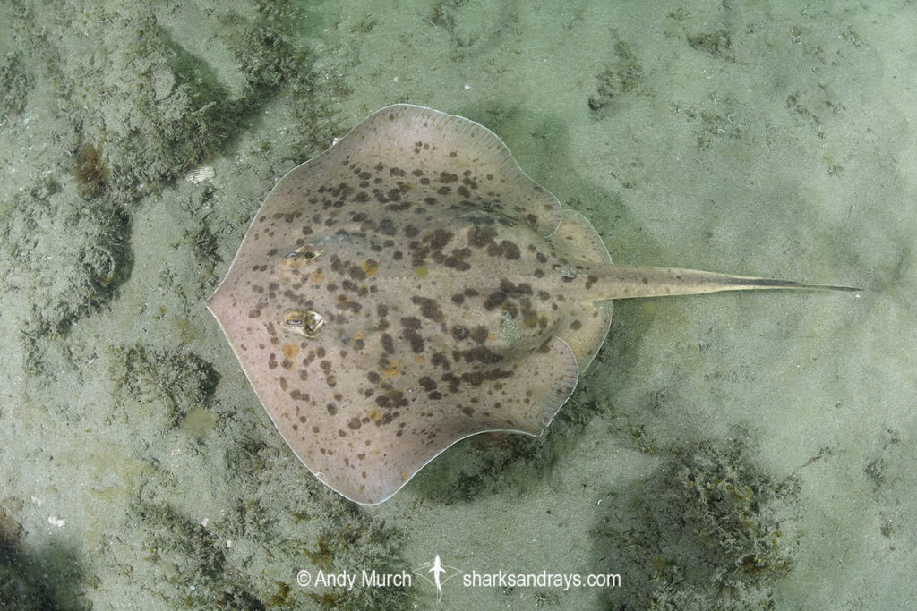 Chilean Round Ray - Urotrygon chilensis