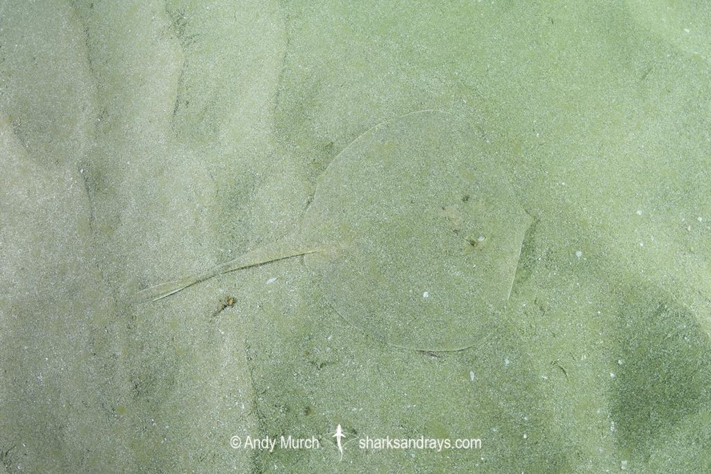 Chilean Round Ray - Urotrygon chilensis