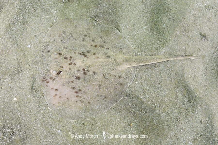 Chilean Round Ray - Urotrygon chilensis