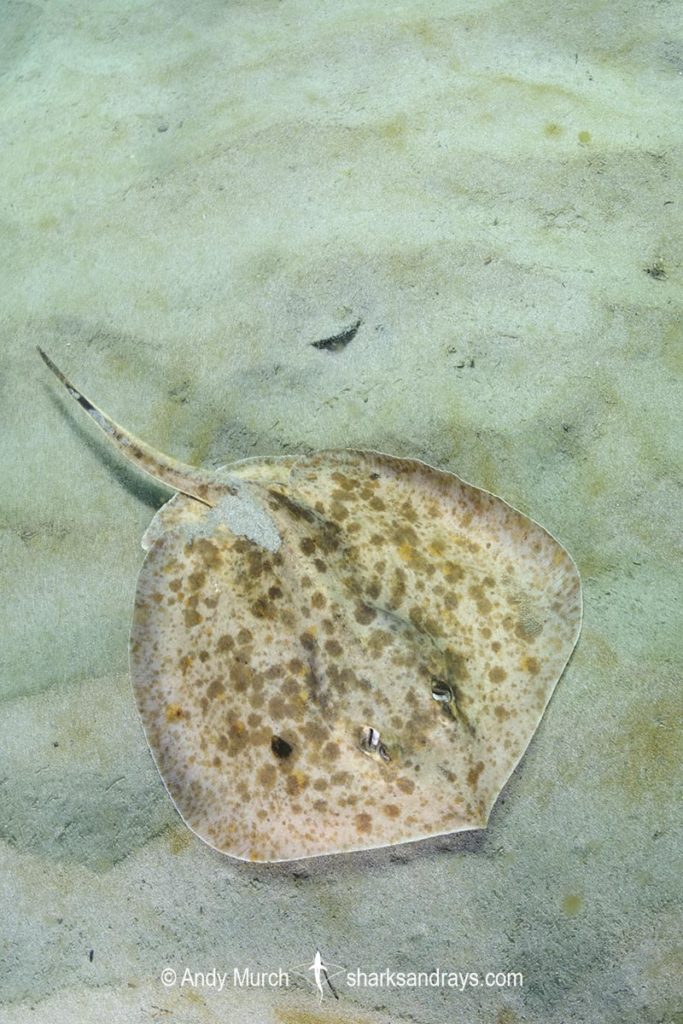 Chilean Round Ray - Urotrygon chilensis