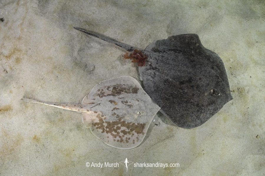 Chilean Round Ray - Urotrygon chilensis