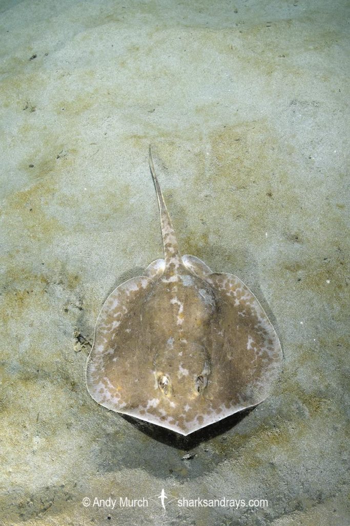 Chilean Round Ray - Urotrygon chilensis