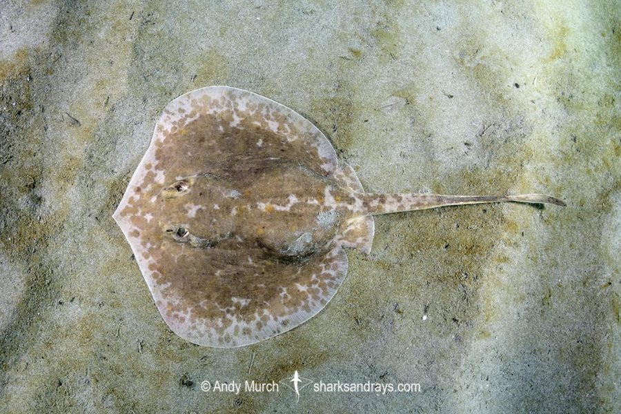 Chilean Round Ray - Urotrygon chilensis
