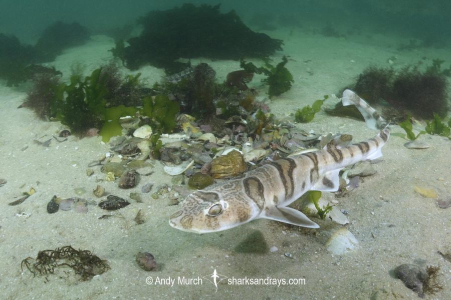Tiger Catshark 054 | Sharks and Rays
