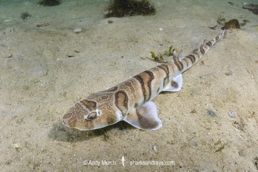 Tiger Catshark 064 | Sharks and Rays