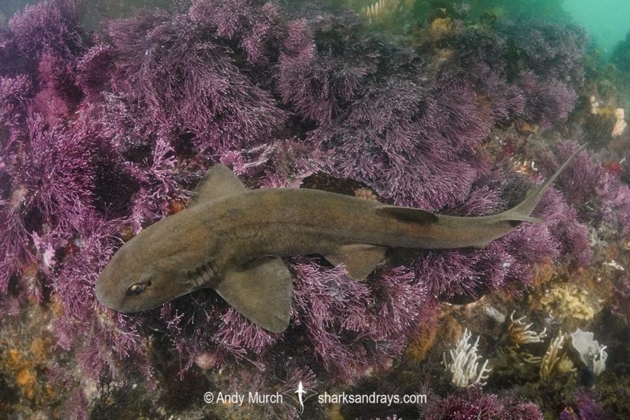 Brown Shyshark 003 | Sharks and Rays