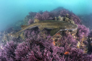 Brown Shyshark | Sharks and Rays