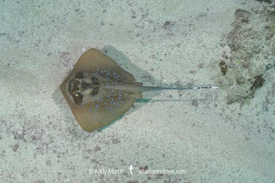 Indian Ocean Bluespotted Maskray 002 | Sharks and Rays